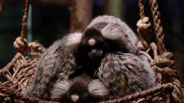 Zari Bilder – Durchsuchen 181 Archivfotos, Vektorgrafiken und Videos ...