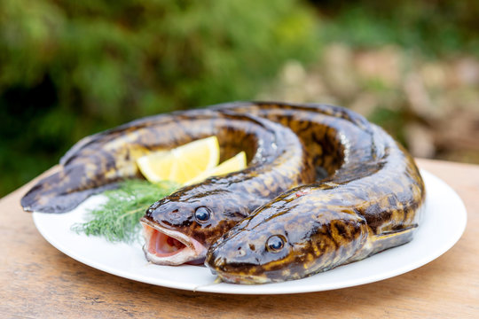 Quappe Images – Browse 55 Stock Photos, Vectors, and Video | Adobe Stock