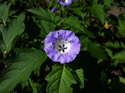 Shoo-Fly Images – Browse 102 Stock Photos, Vectors, and Video | Adobe Stock