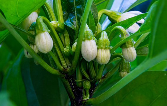 รูปภาพSaltillo – เลือกดูภาพถ่ายสต็อก เวกเตอร์ และวิดีโอ439 | Adobe Stock