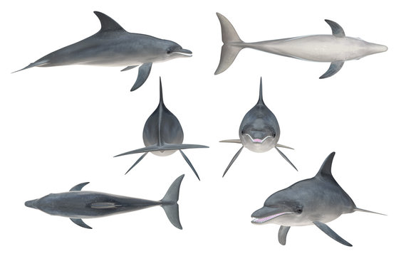 รูปภาพBottlenose – เลือกดูภาพถ่ายสต็อก เวกเตอร์ และวิดีโอ13,675 | Adobe ...