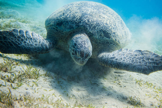 Testudinata Images – Parcourir 8,497 le catalogue de photos, vecteurs ...