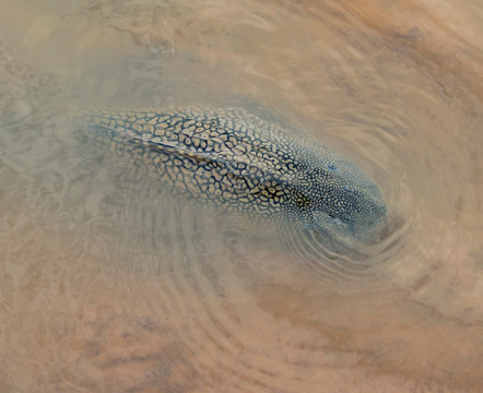 รูปภาพLoricariidae – เลือกดูภาพถ่ายสต็อก เวกเตอร์ และวิดีโอ288 | Adobe ...