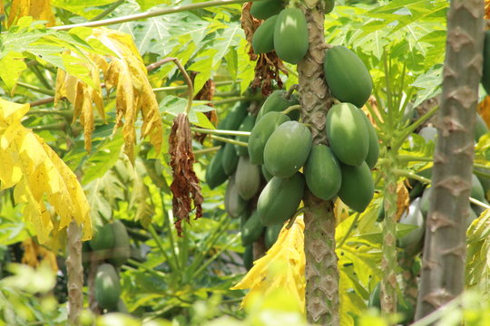 Papayer Images – Browse 259 Stock Photos, Vectors, and Video | Adobe Stock