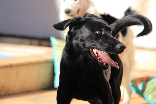 Greyhound Black Lab Mix