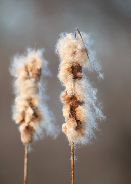 รูปภาพRaupo – เลือกดูภาพถ่ายสต็อก เวกเตอร์ และวิดีโอ249 | Adobe Stock