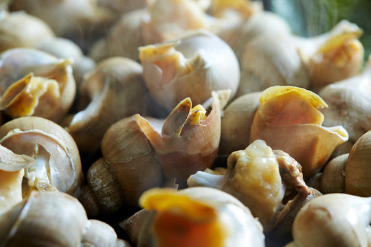 Tsubugai Bilder – Durchsuchen 47 Archivfotos, Vektorgrafiken und Videos ...