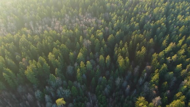 "Spring Forest Background" Images – Browse 115 Stock Photos, Vectors ...