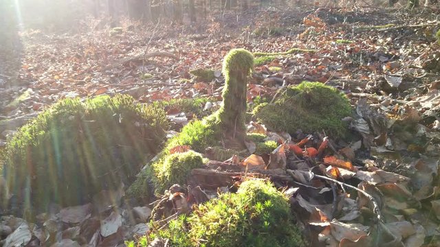 Humusschicht Bilder – Durchsuchen 61 Archivfotos, Vektorgrafiken und ...