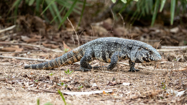 Teju bilder – Bläddra bland 315 stockfoton, vektorer och videor | Adobe ...