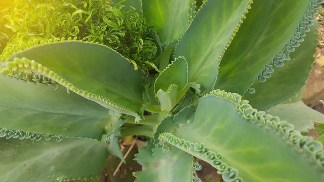 Patharkuchi Images – Browse 76 Stock Photos, Vectors, and Video | Adobe ...