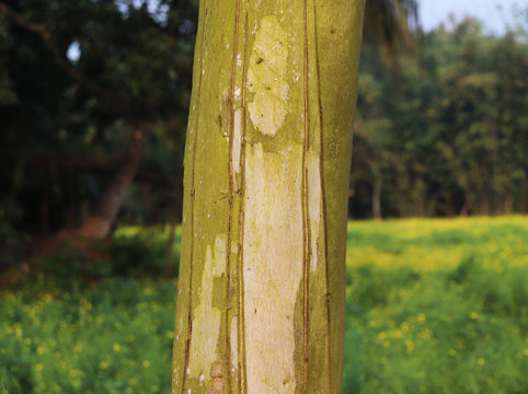 "Body Of Tree" Images – Browse 93 Stock Photos, Vectors, and Video ...