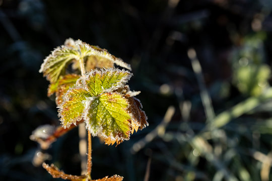รูปภาพPlanze – เลือกดูภาพถ่ายสต็อก เวกเตอร์ และวิดีโอ1,579 | Adobe Stock