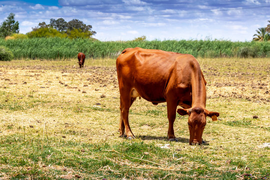 "Red Cow" Images – Browse 725 Stock Photos, Vectors, and Video | Adobe ...