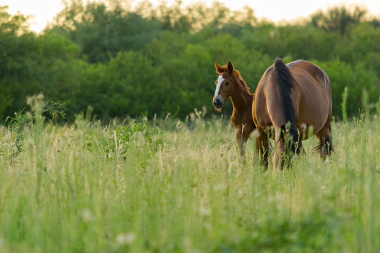 Imágenes de Potrillo: descubre bancos de fotos, ilustraciones, vectores ...