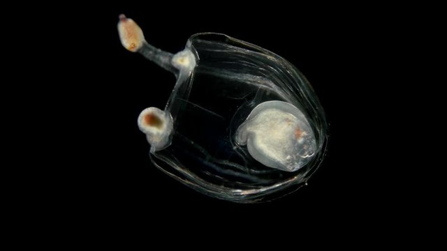 Hydromedusa Images – Parcourir 127 le catalogue de photos, vecteurs et ...