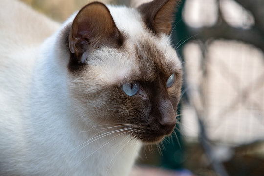 Thaï Images – Browse 2,301,473 Stock Photos, Vectors, and Video | Adobe ...