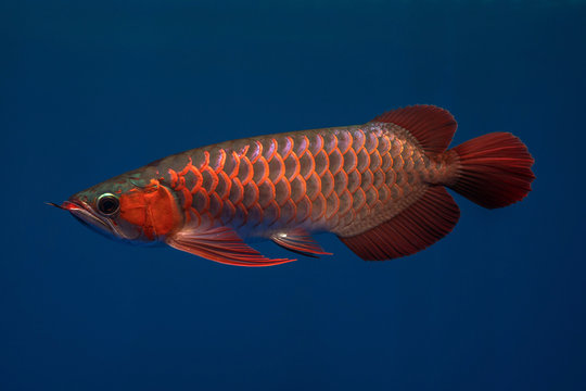 Baby Red Arowana