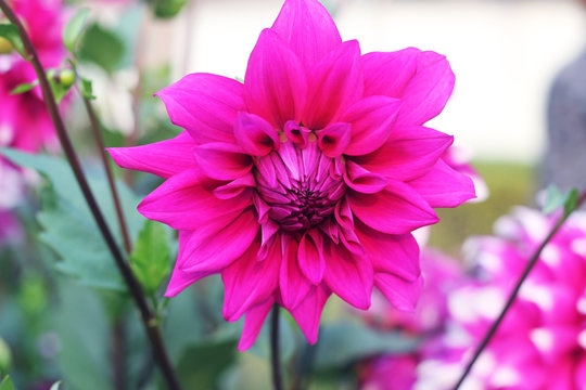 Beautifulness 画像 - 参照 396 Stock 写真、ベクターおよびビデオ | Adobe Stock