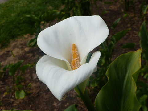 Cartucho Bilder – Durchsuchen 507 Archivfotos, Vektorgrafiken und ...