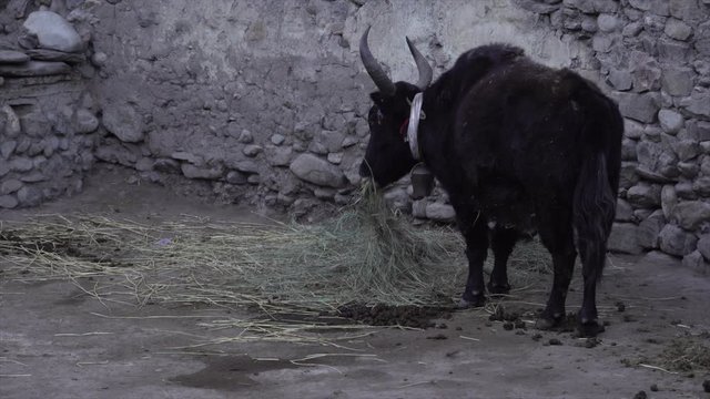 Dzo Imagens – Procure 467 fotos, vetores e vídeos | Adobe Stock