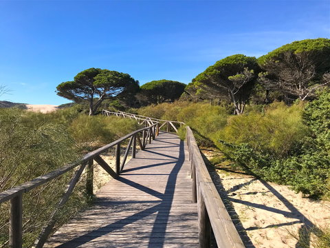 Imágenes de Pineta: descubre bancos de fotos, ilustraciones, vectores y ...