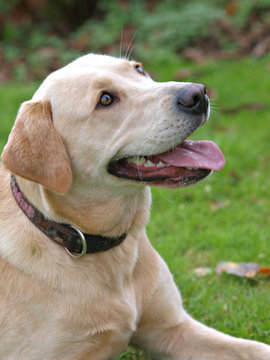 Labarador Images – Browse 54 Stock Photos, Vectors, and Video | Adobe Stock