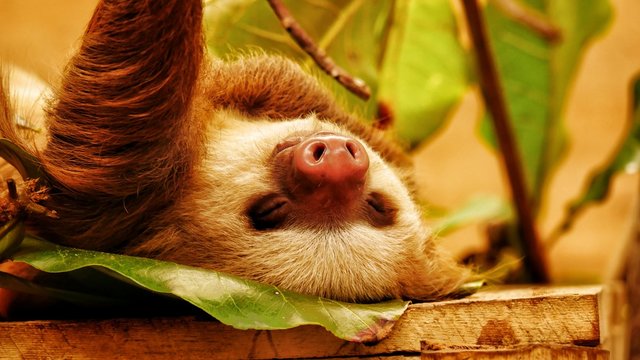 Sleeping Sloth