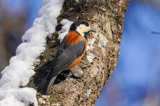 Otterrute Bilder – Durchsuchen 103 Archivfotos, Vektorgrafiken und ...