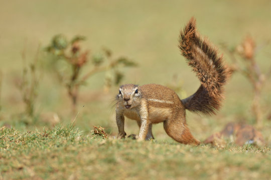 Xerus Images – Parcourir 1,407 le catalogue de photos, vecteurs et ...