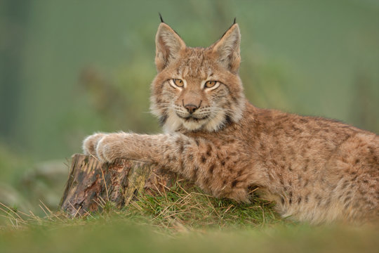 「Iynx」の写真素材 | 47件の無料イラスト画像 | Adobe Stock