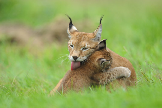 「Iynx」の写真素材 | 40件の無料イラスト画像 | Adobe Stock