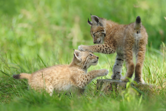 「Iynx」の写真素材 | 47件の無料イラスト画像 | Adobe Stock