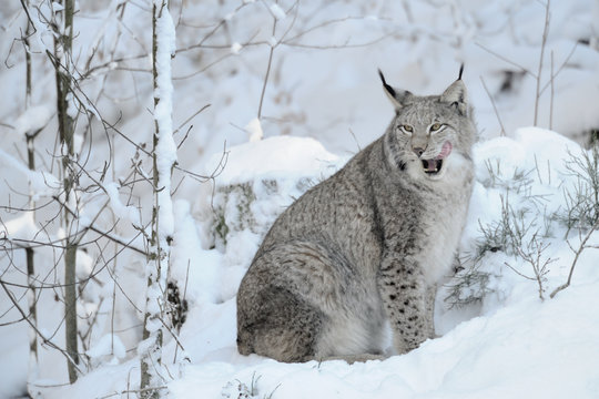 「Iynx」の写真素材 | 47件の無料イラスト画像 | Adobe Stock