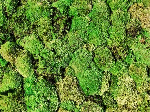 Mooswand Images – Browse 30 Stock Photos, Vectors, and Video | Adobe Stock