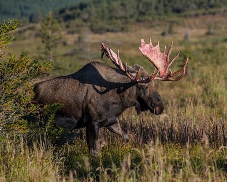 Topi Images – Browse 40 Stock Photos, Vectors, and Video | Adobe Stock