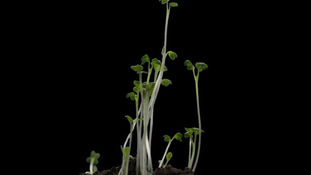"Dying Plant" Images – Browse 228 Stock Photos, Vectors, and Video ...