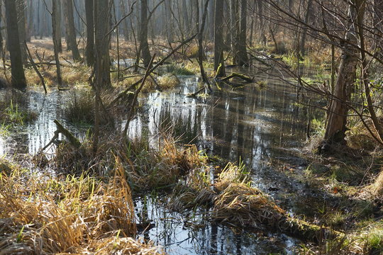 Sumpflandschaft bilder – Bläddra bland 743 stockfoton, vektorer och ...