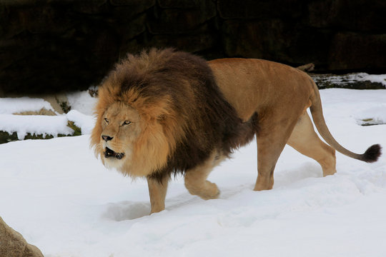 รูปภาพFaucht – เลือกดูภาพถ่ายสต็อก เวกเตอร์ และวิดีโอ68 | Adobe Stock