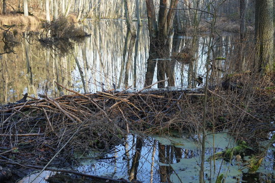 Biberbau bilder – Bläddra bland 157 stockfoton, vektorer och videor ...
