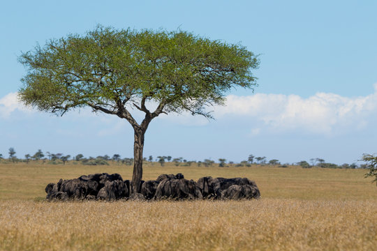 Pachiderma Bilder – Durchsuchen 766 Archivfotos, Vektorgrafiken und ...