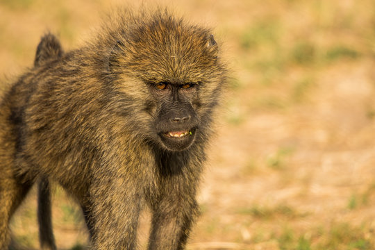 Babbuino Images – Browse 412 Stock Photos, Vectors, and Video | Adobe Stock