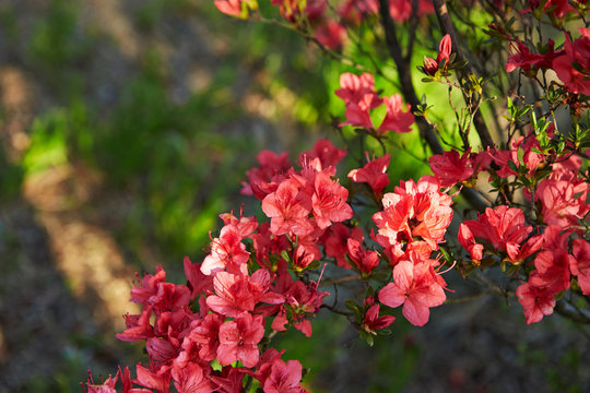 "Pink Azalea" Bilder – Durchsuchen 531 Archivfotos, Vektorgrafiken und ...