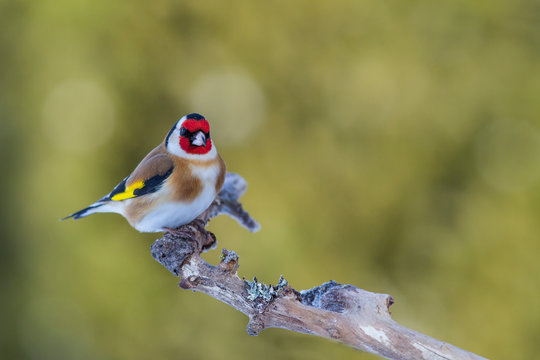 Granivore Images – Parcourir 1,968 le catalogue de photos, vecteurs et ...