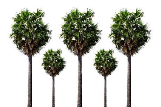 รูปภาพBorassus – เลือกดูภาพถ่ายสต็อก เวกเตอร์ และวิดีโอ1,494 | Adobe Stock