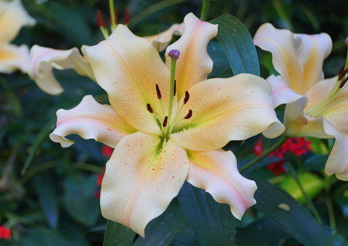รูปภาพ"Trumpet Lily" – เลือกดูภาพถ่ายสต็อก เวกเตอร์ และวิดีโอ143 ...