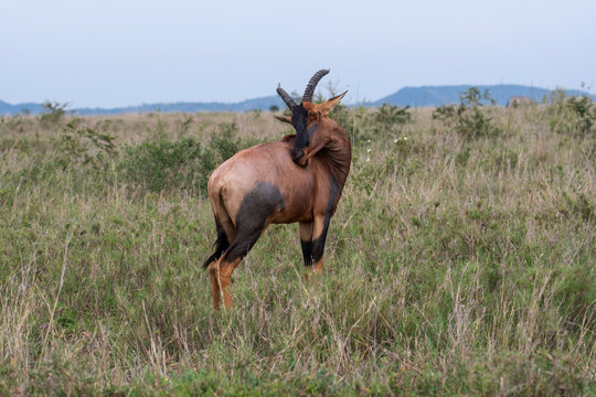 Topi.animal Images – Parcourir 3,019 le catalogue de photos, vecteurs ...