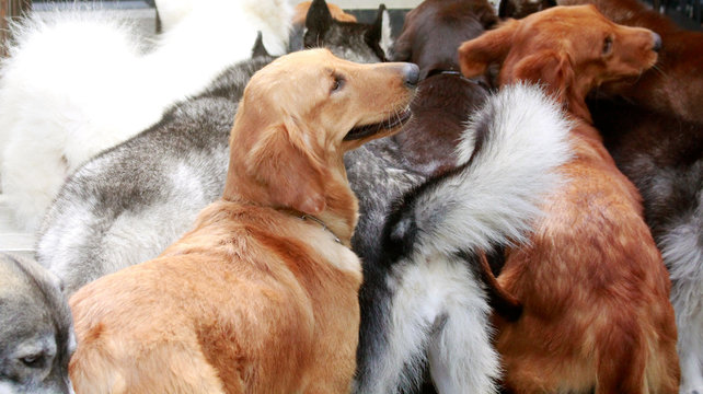 "Large Dogs" Bilder – Durchsuchen 310 Archivfotos, Vektorgrafiken und ...