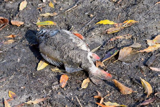 รูปภาพVerwesung – เลือกดูภาพถ่ายสต็อก เวกเตอร์ และวิดีโอ735 | Adobe Stock