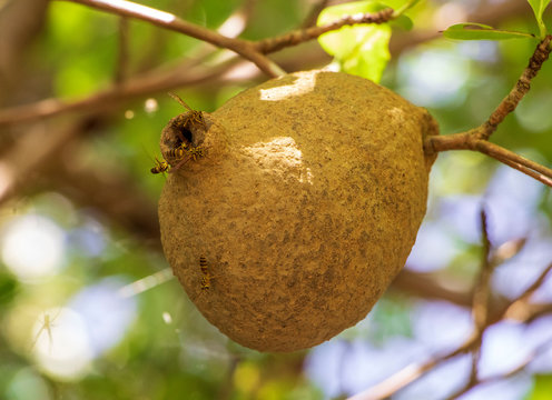 Marimbondo Images – Browse 163 Stock Photos, Vectors, and Video | Adobe ...